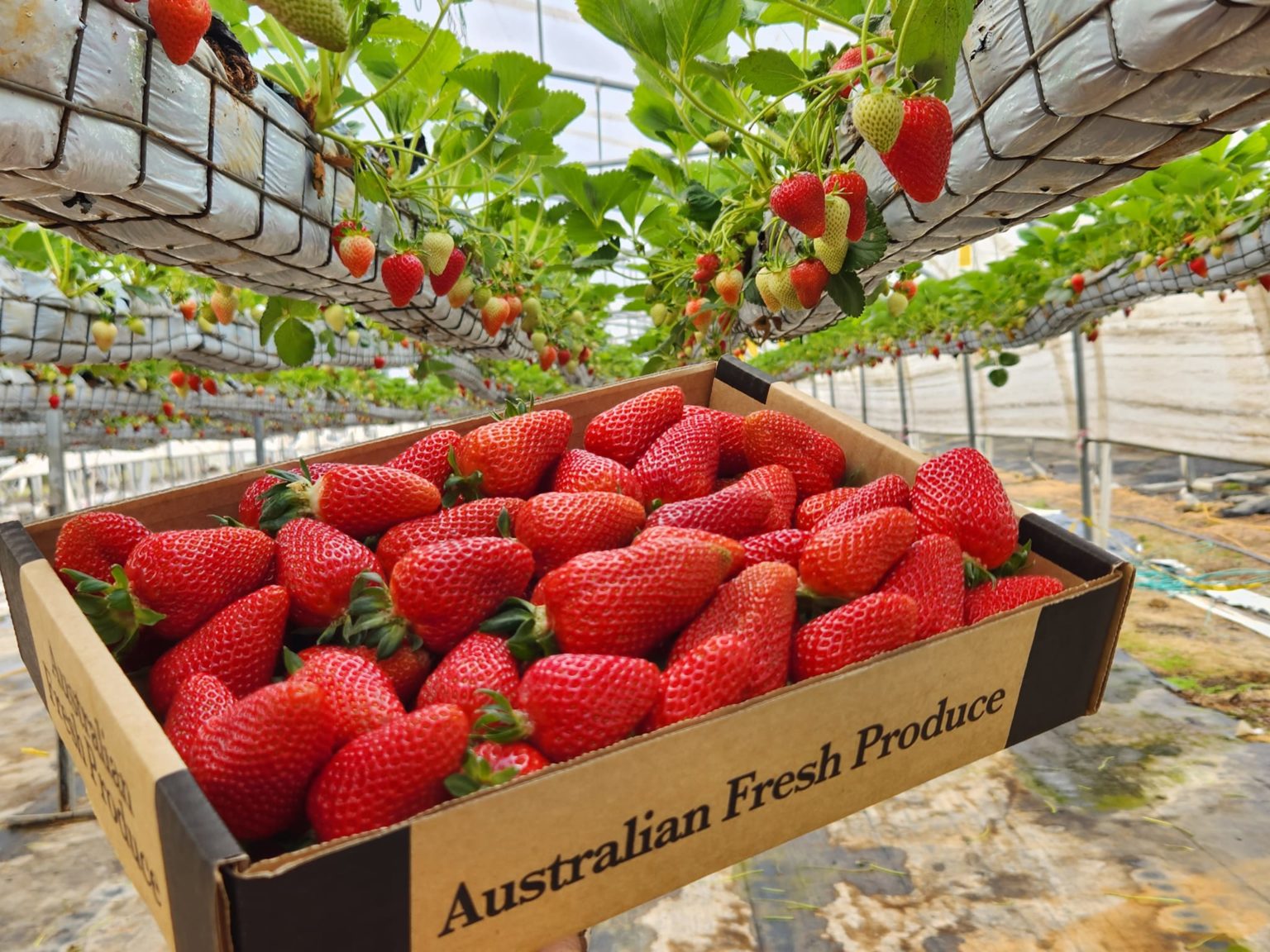 The Ultimate Guide to Fruit Picking in Sydney | Inner West Mums